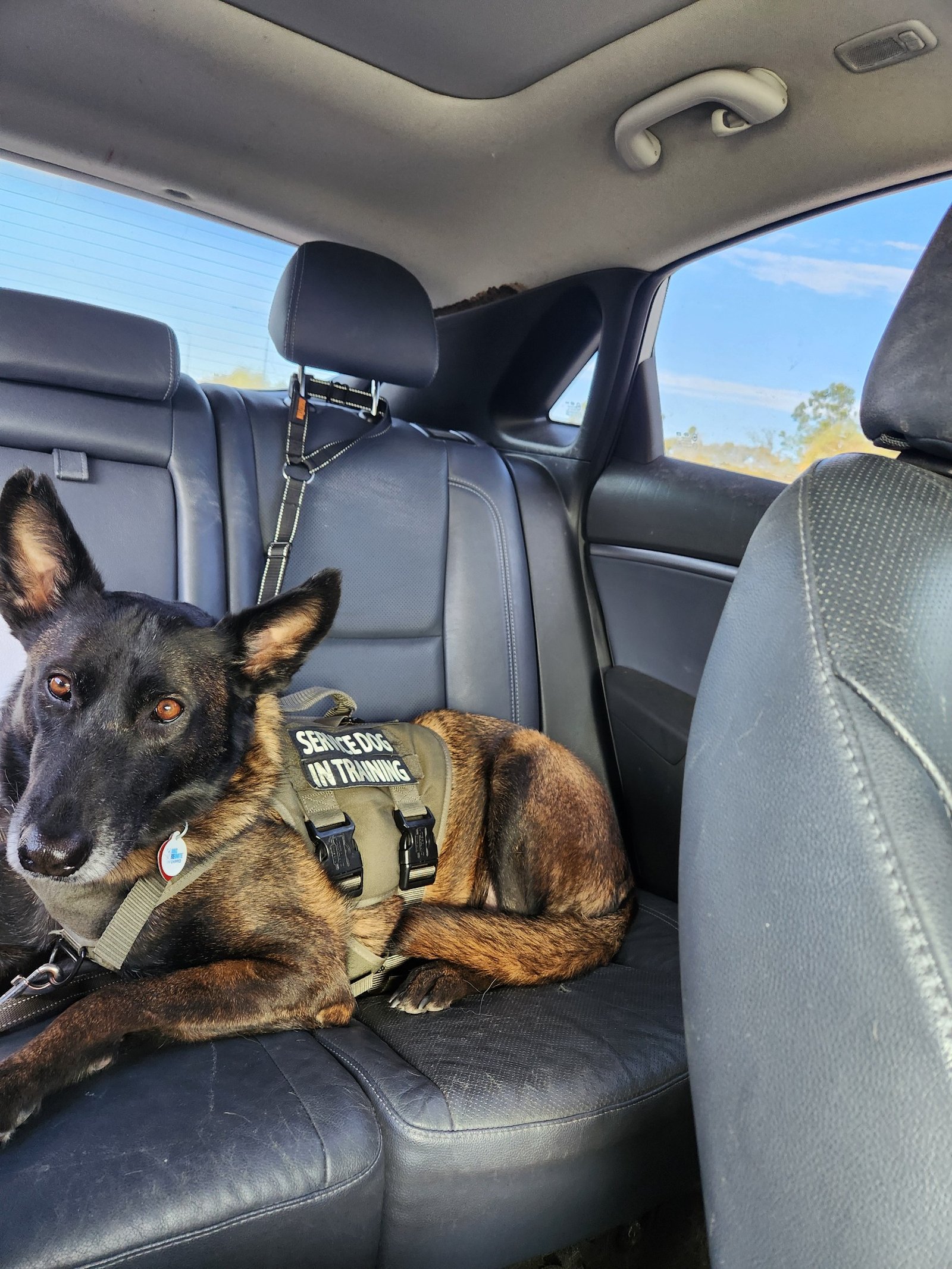 Traveling with a Service Dog: Public Access in the Real World - Lady ...