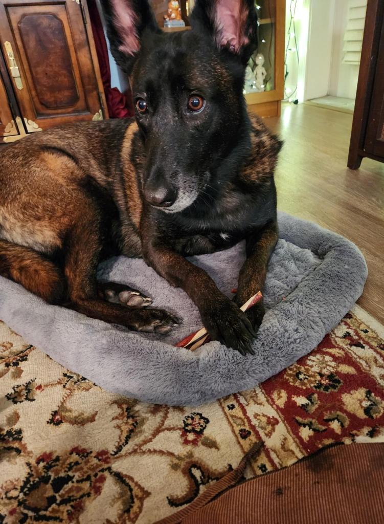 Lady Priscilla's Service Dog Journey: From Shelter to Strength - Lady ...