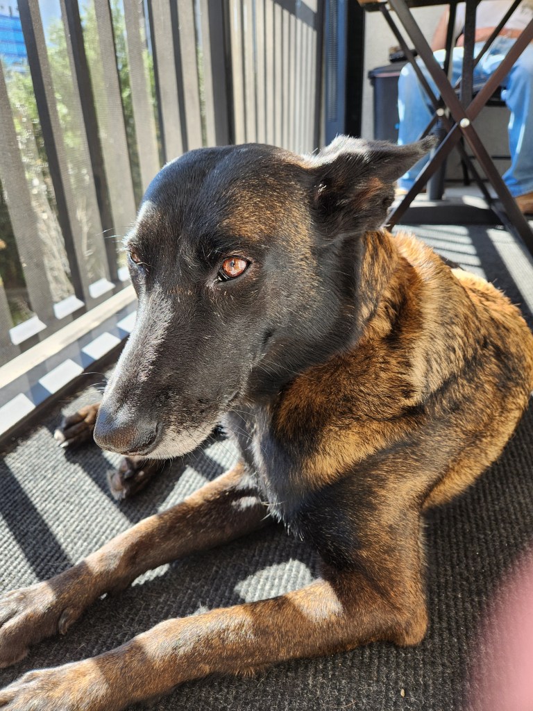 How Do Dogs Show Affection? My Dog Hugs Me - Lady Priscilla: From ...